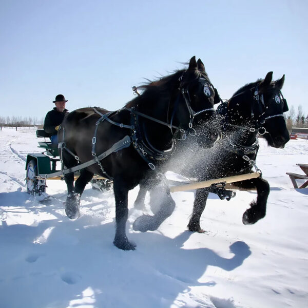 ACS Home Page — Alberta Carriage Supply